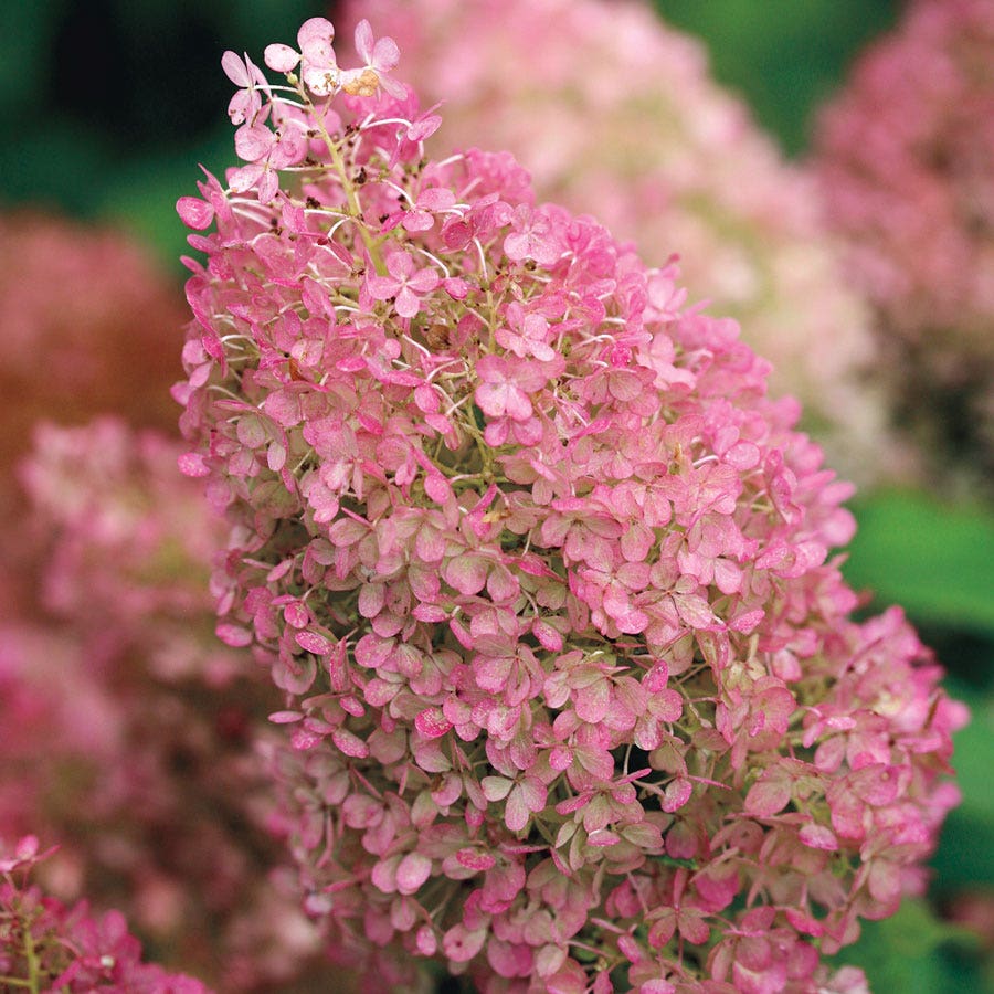 Hydrangea Bobo® Panicle Hydrangea – Park Seed