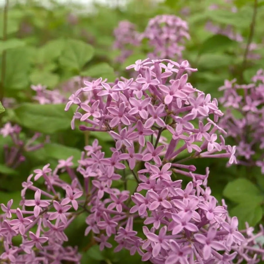 Syringa Bloomerang® Dark Purple – Park Seed