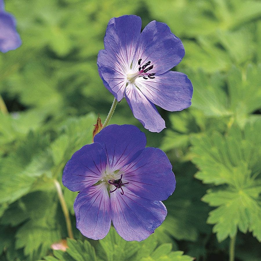 'Rozanne' Geranium – Park Seed