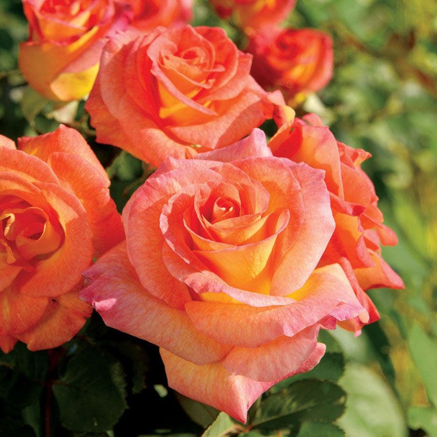 Mardi Gras Floribunda Rose – Park Seed