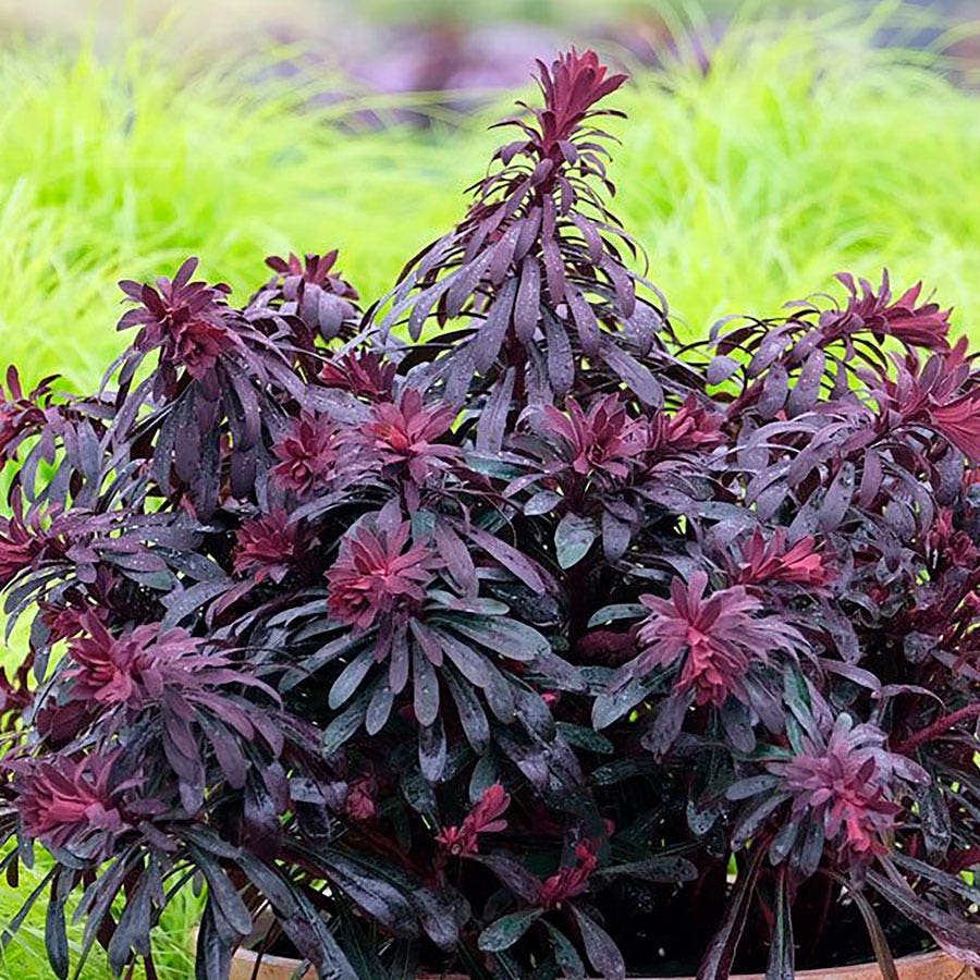 Euphorbia Miner's Merlot Spurge – Park Seed