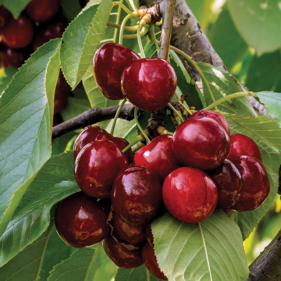 Prunus 'Stella' Compact Cherry Tree – Park Seed