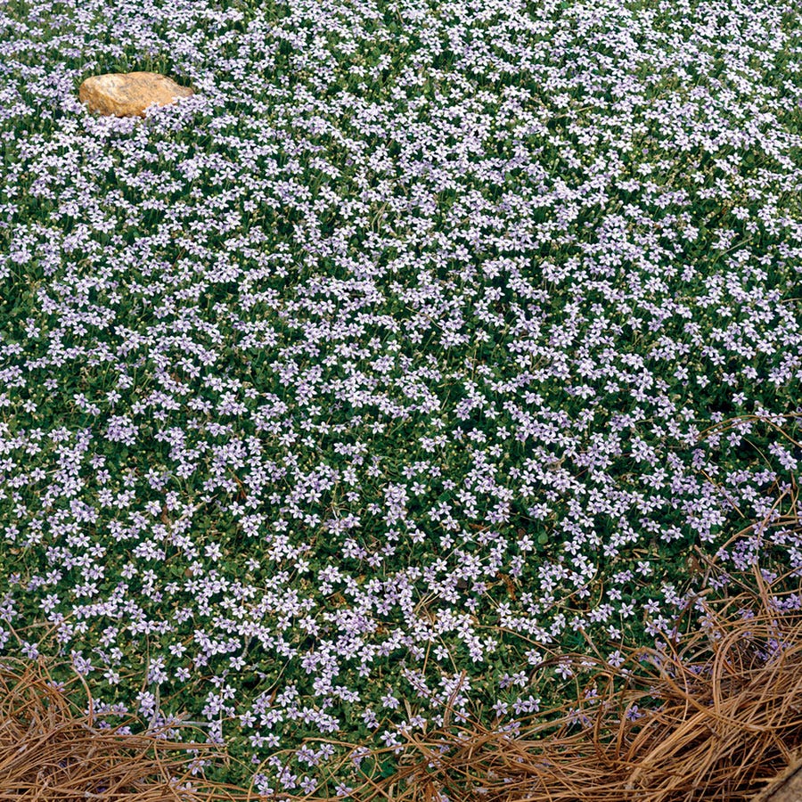 Isotoma Blue Star Creeper – Park Seed