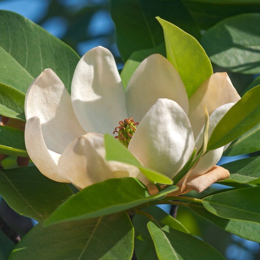 Magnolia Moonglow® – Park Seed